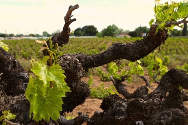 Cline Sonoma Coast Syrah 2018 Cline Cellars | Your personal wine ...